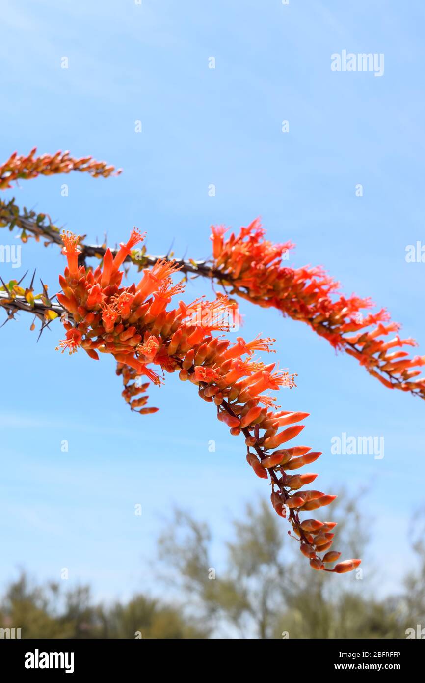 Ocotillo blooming hi-res stock photography and images - Alamy