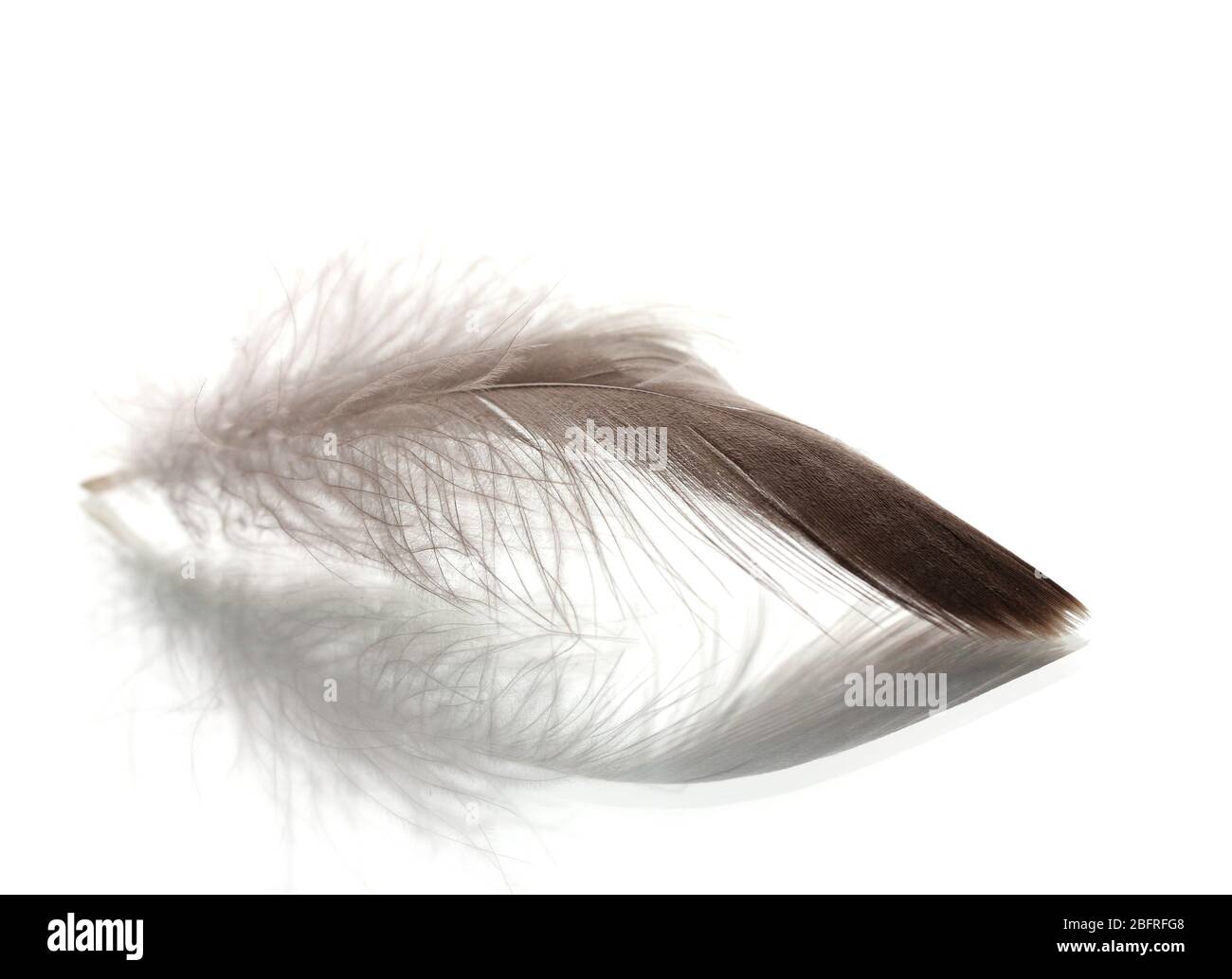 Single fluffy feather isolated on white Stock Photo - Alamy