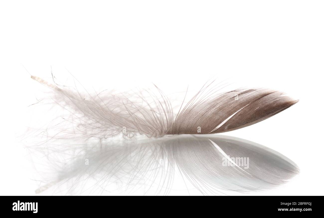 Single fluffy feather isolated on white Stock Photo - Alamy