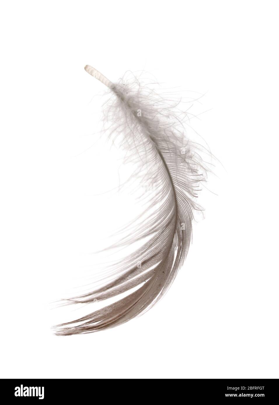 Single fluffy feather isolated on white Stock Photo - Alamy