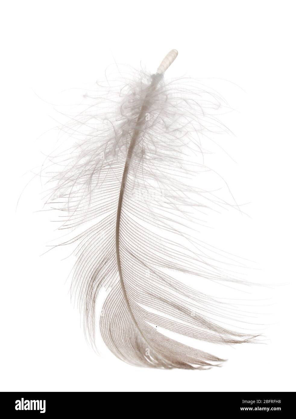 Single fluffy feather isolated on white Stock Photo - Alamy