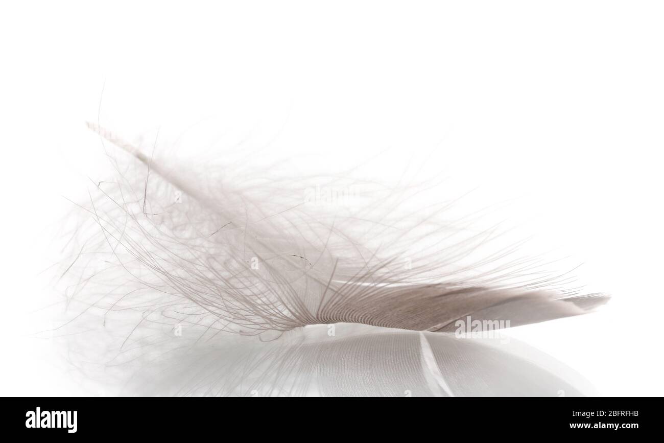 Single fluffy feather isolated on white Stock Photo - Alamy