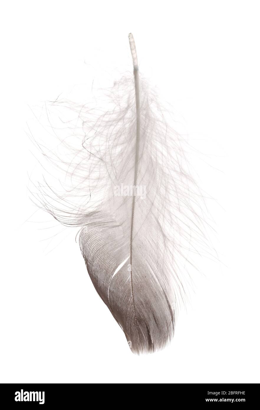 Single fluffy feather isolated on white Stock Photo - Alamy
