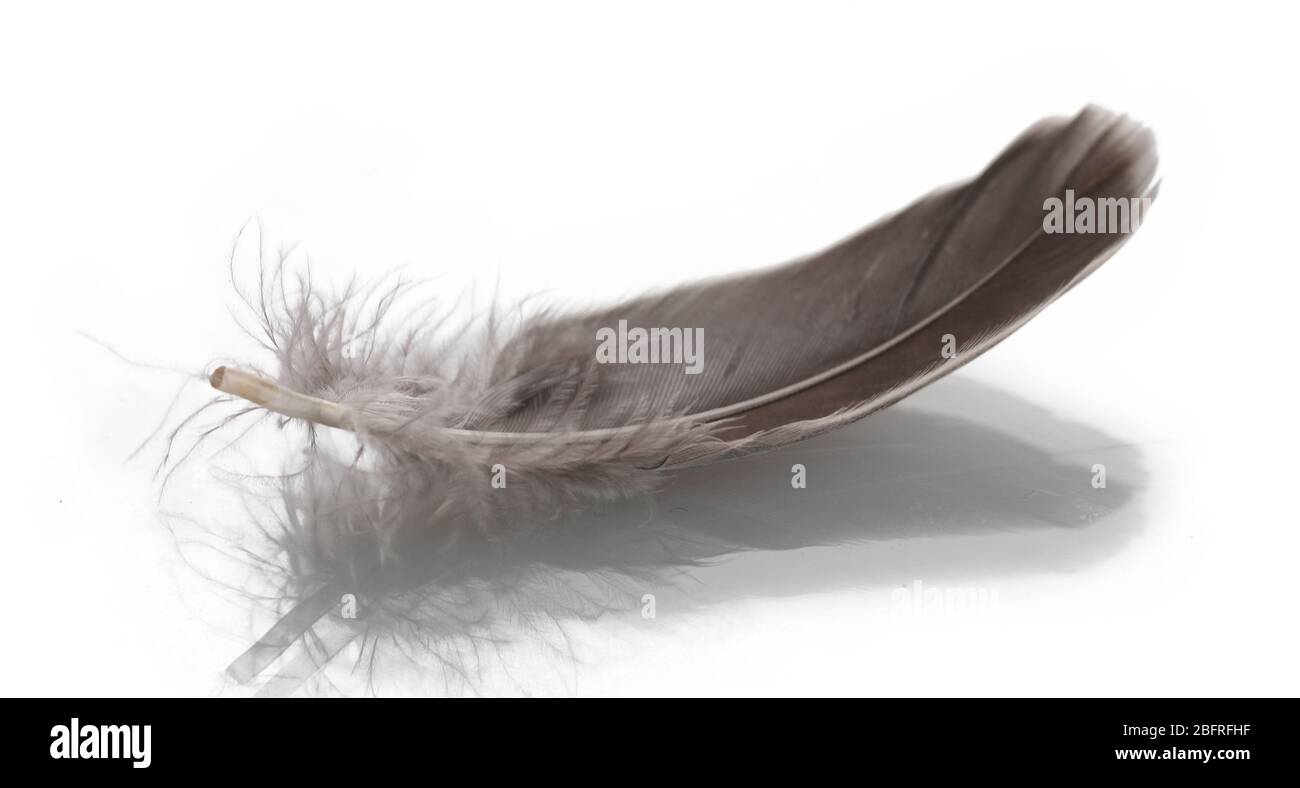 Single fluffy feather isolated on white Stock Photo - Alamy