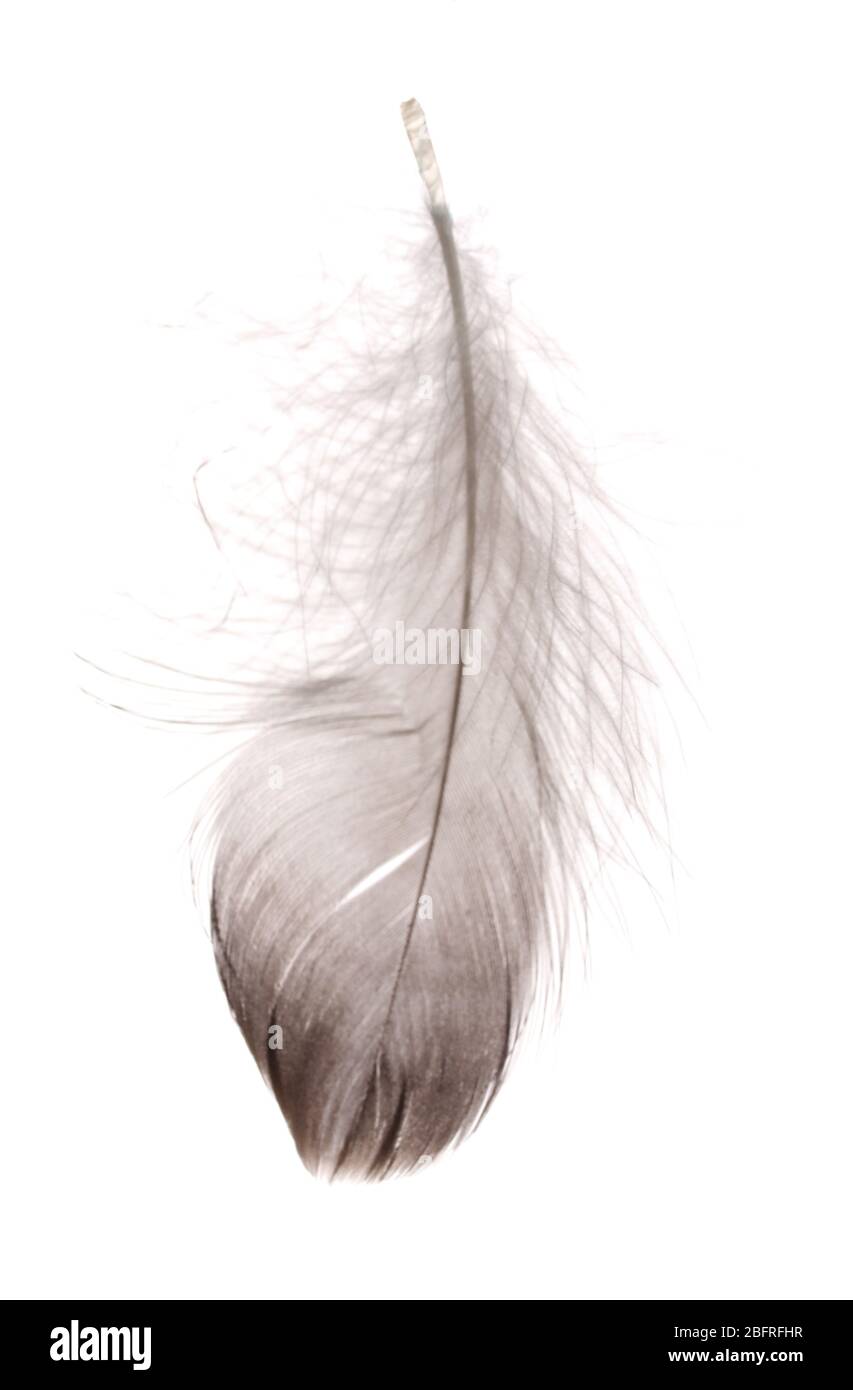 Single fluffy feather isolated on white Stock Photo - Alamy