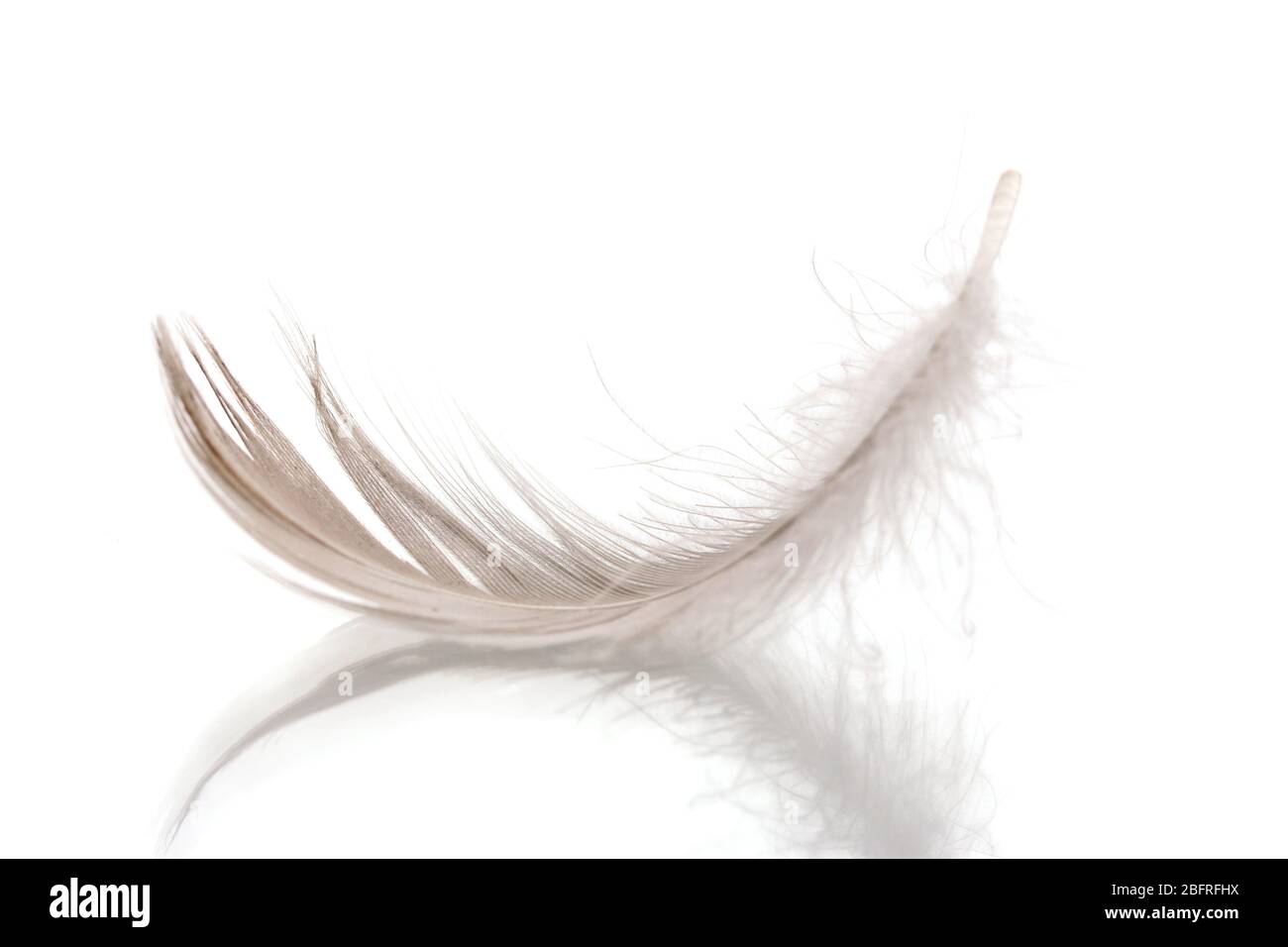 Single fluffy feather isolated on white Stock Photo - Alamy