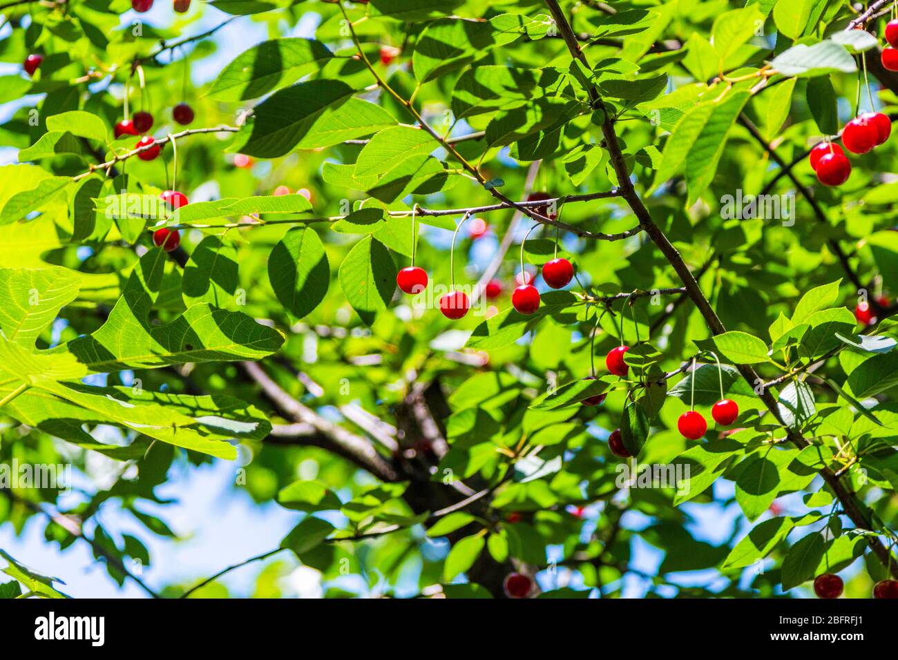 Path on top cherry tree hi-res stock photography and images - Alamy