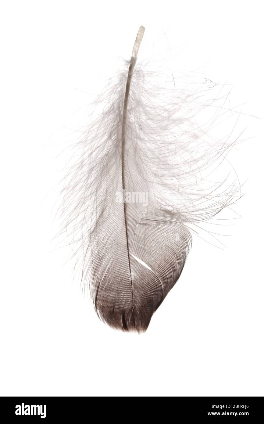 Single fluffy feather isolated on white Stock Photo - Alamy