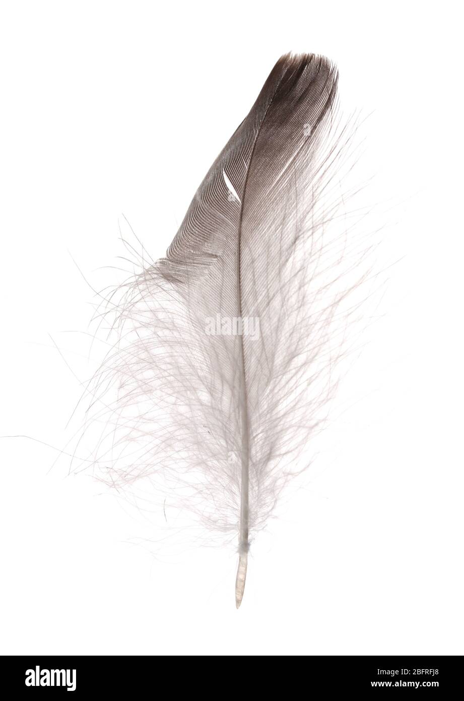 Soft pigeon feather Cut Out Stock Images & Pictures - Alamy