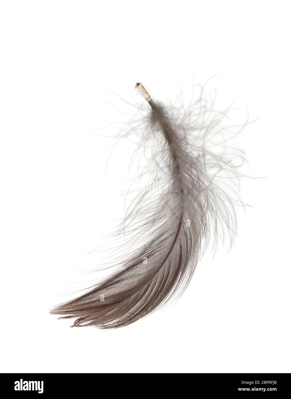 Fluffy pigeon Cut Out Stock Images & Pictures - Alamy