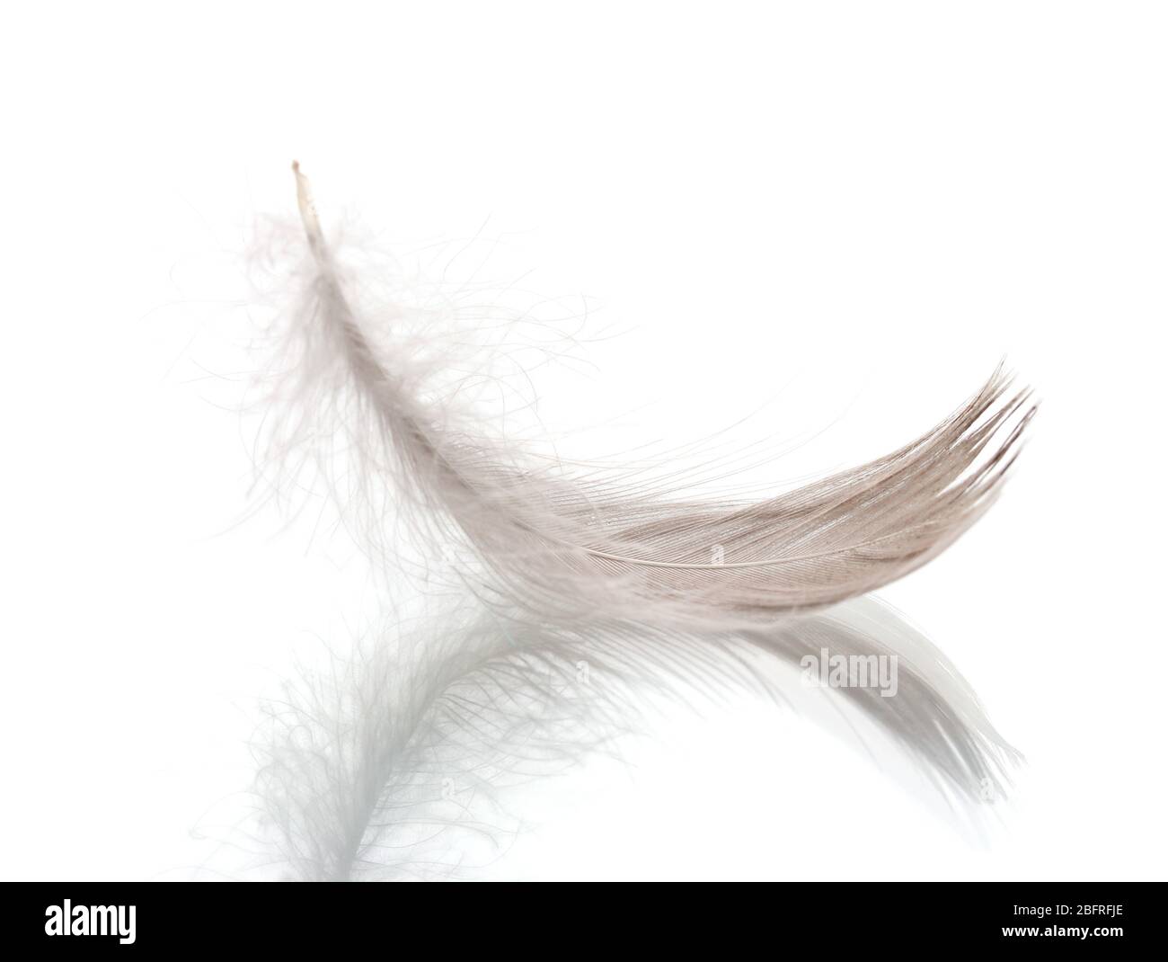 Single fluffy feather isolated on white Stock Photo - Alamy