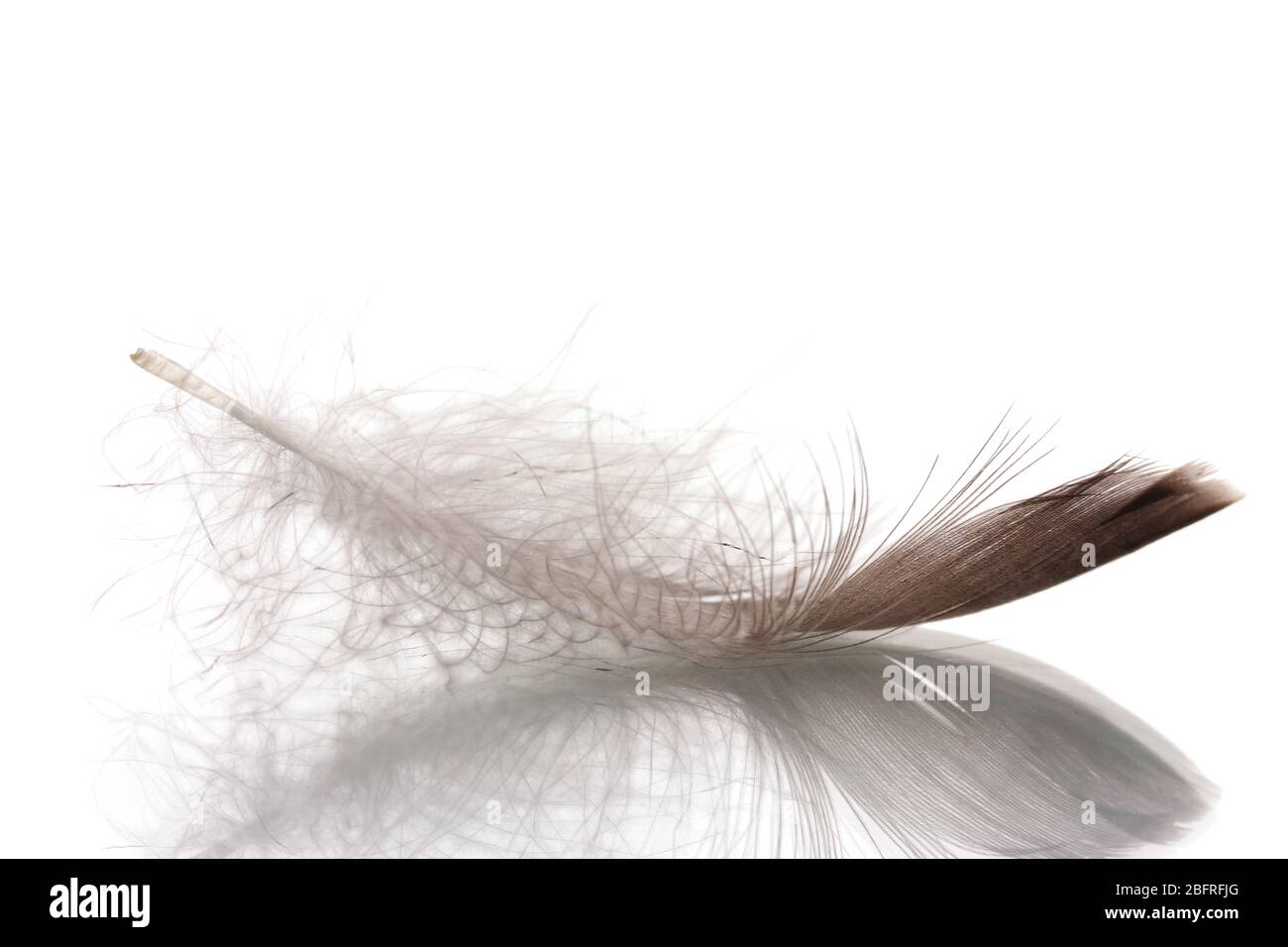 Single fluffy feather isolated on white Stock Photo - Alamy