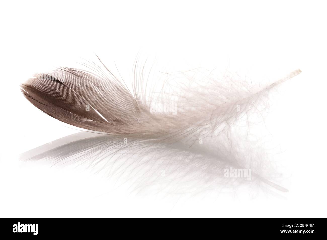 Single fluffy feather isolated on white Stock Photo - Alamy