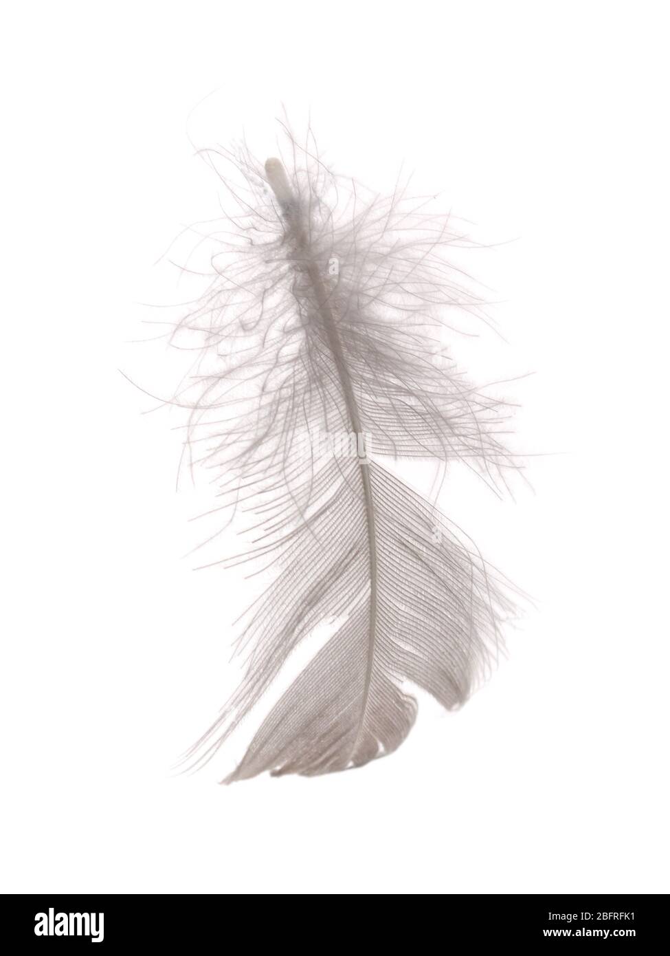 Single fluffy feather isolated on white Stock Photo - Alamy