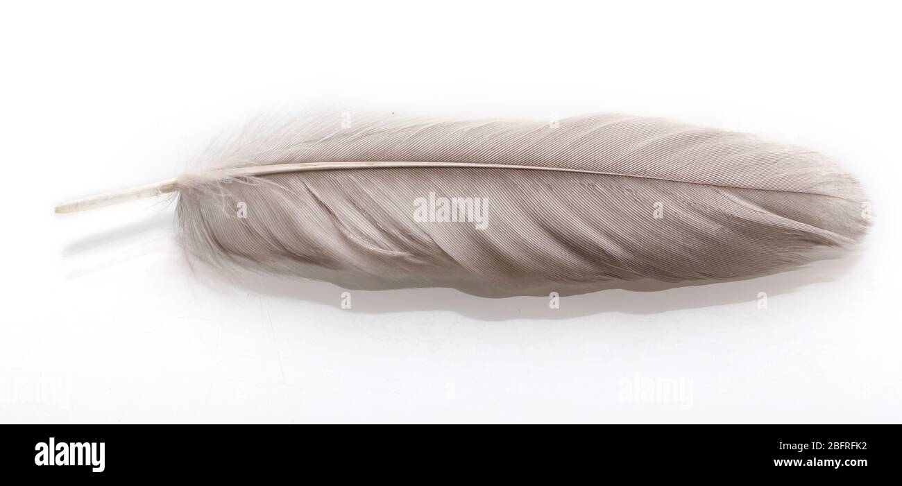Single fluffy feather isolated on white Stock Photo - Alamy
