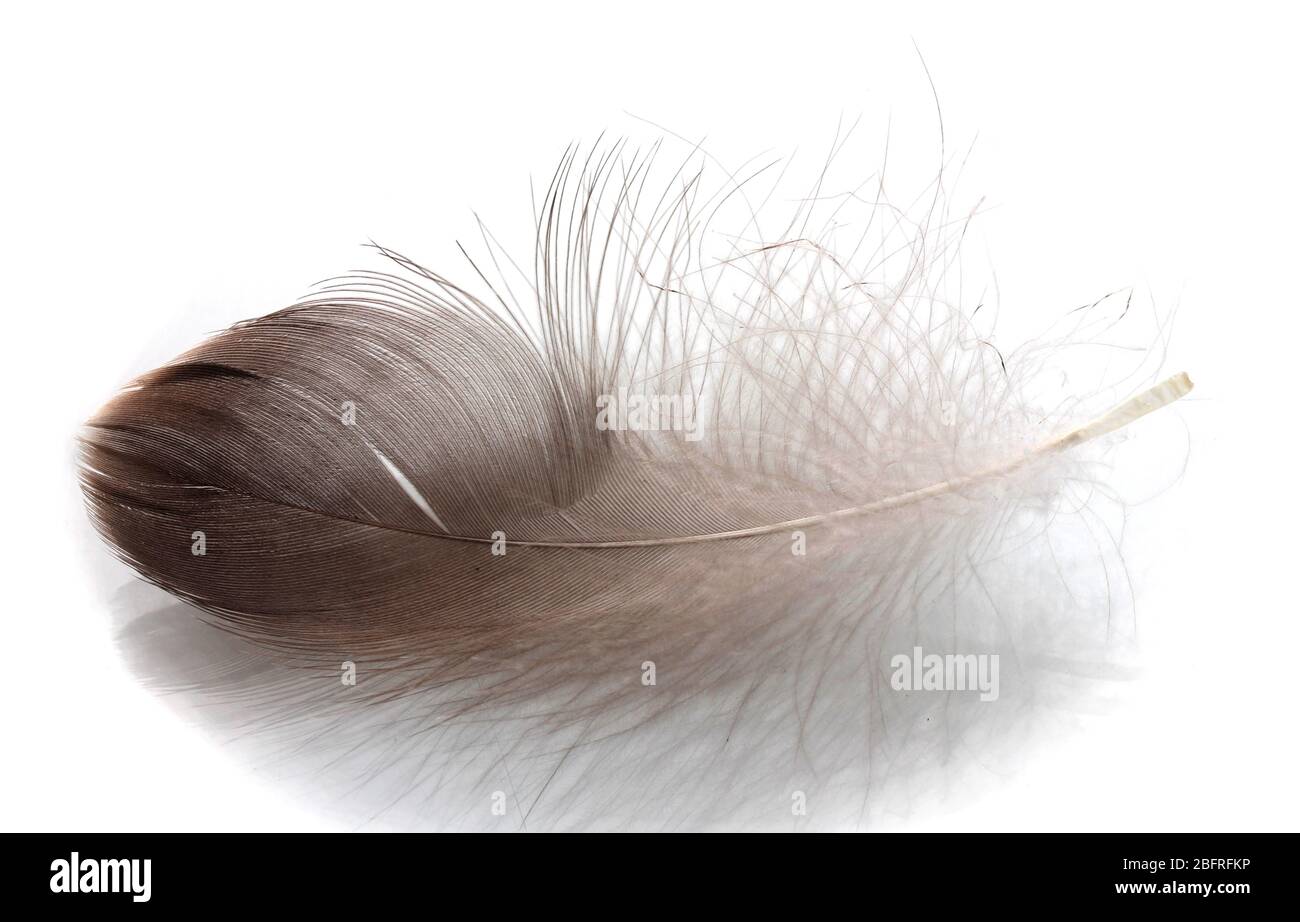 Single fluffy feather isolated on white Stock Photo - Alamy