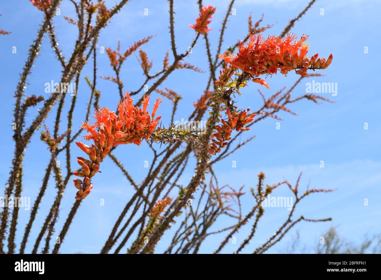 Ocotillo blooming hi-res stock photography and images - Alamy