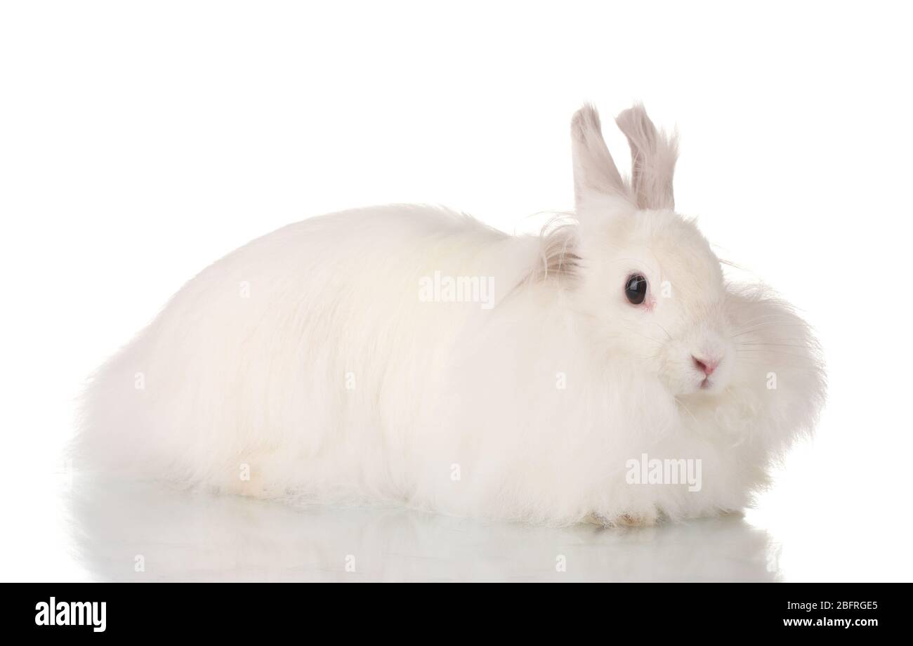 Fluffy white rabbit isolated on white Stock Photo - Alamy