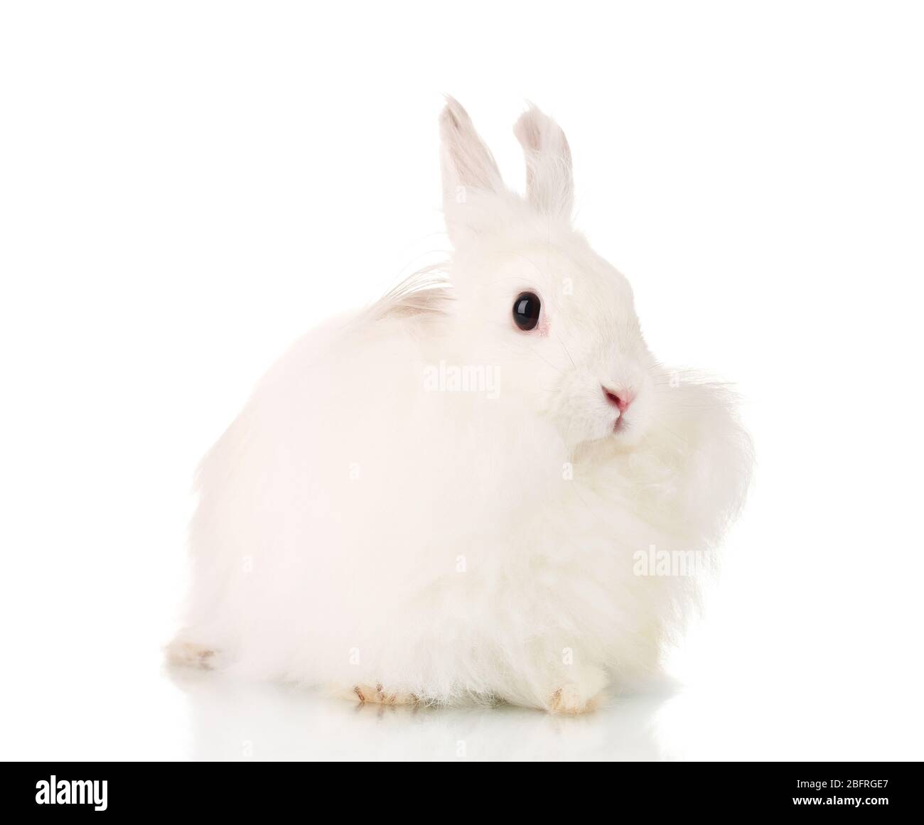 Fluffy white rabbit isolated on white Stock Photo - Alamy