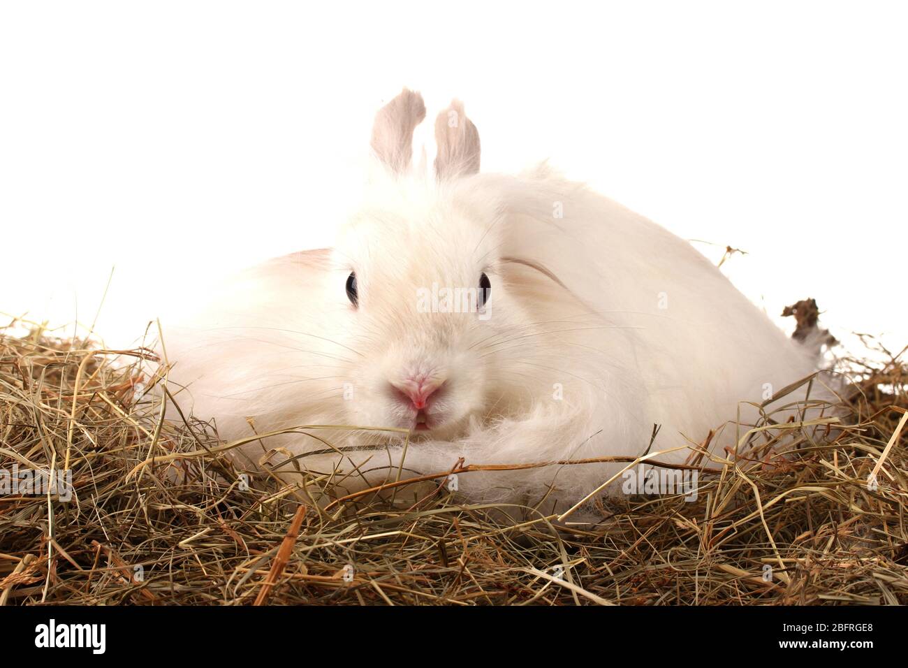 Fluffy white rabbit in a haystack isolated on white Stock Photo - Alamy