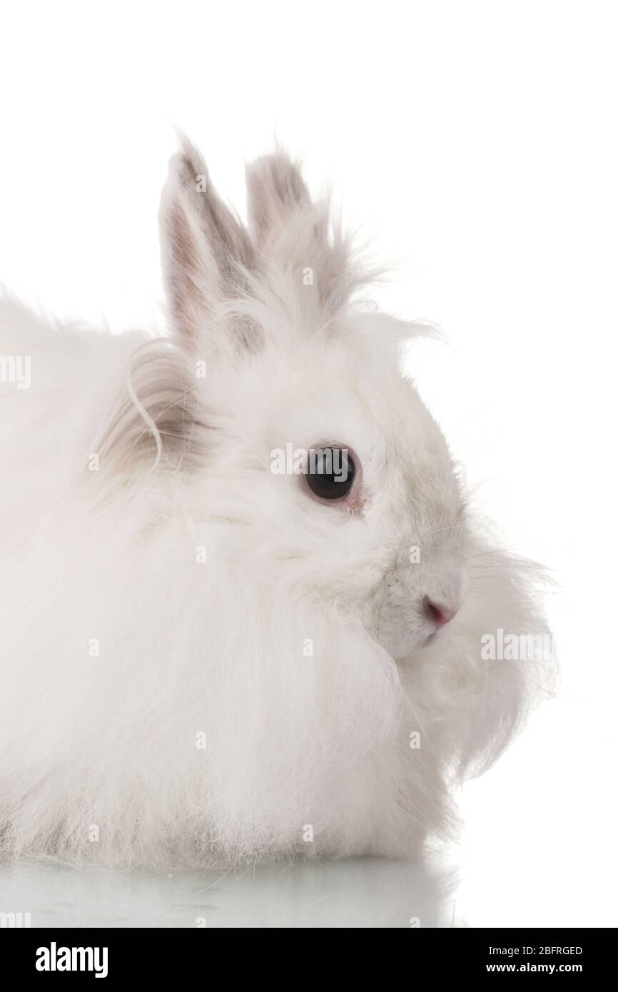 Fluffy white rabbit isolated on white Stock Photo - Alamy