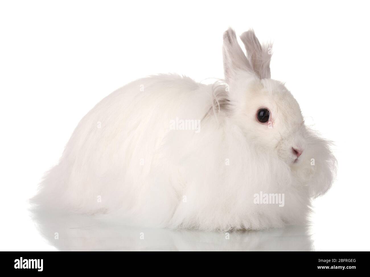 Fluffy white rabbit isolated on white Stock Photo - Alamy