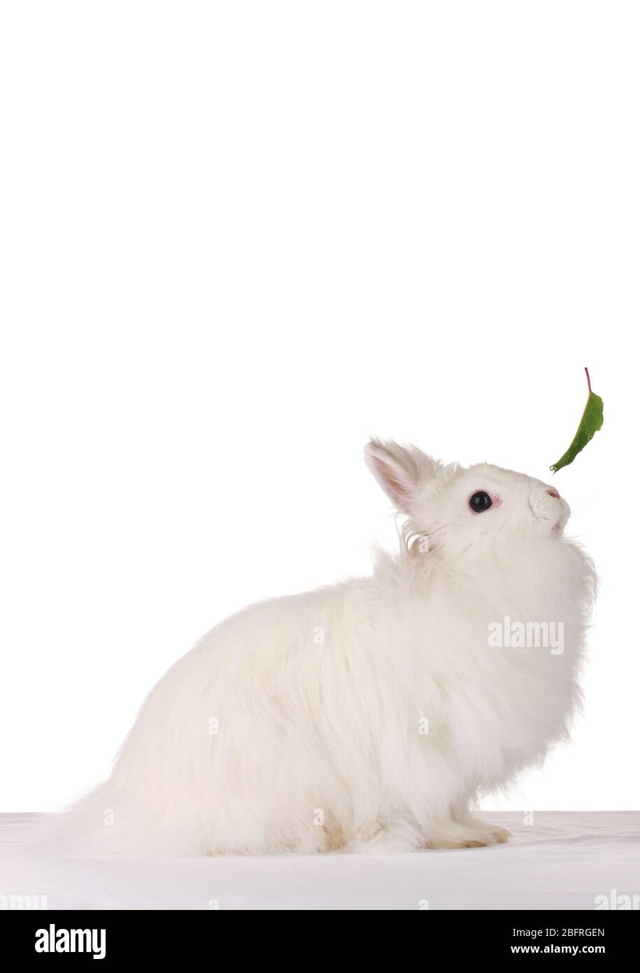 Fluffy white rabbit isolated on white Stock Photo - Alamy