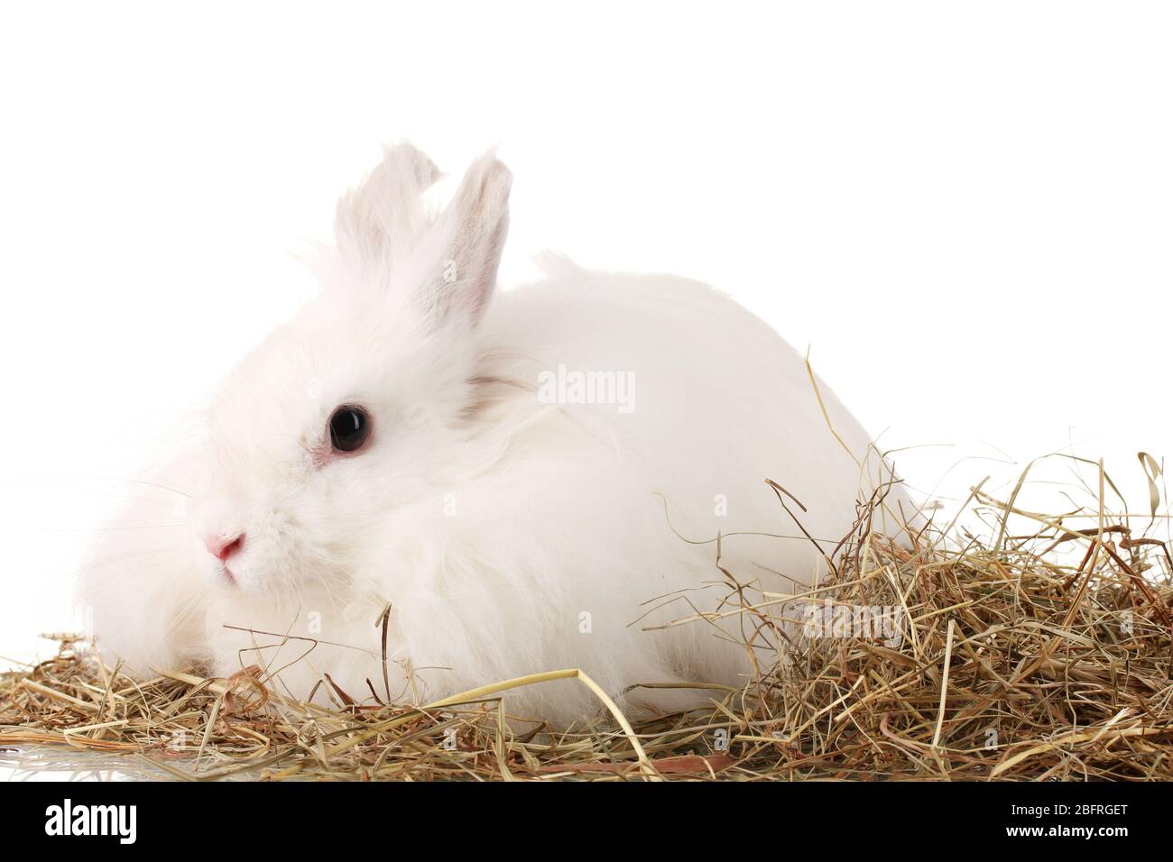Fluffy white rabbit in a haystack isolated on white Stock Photo - Alamy