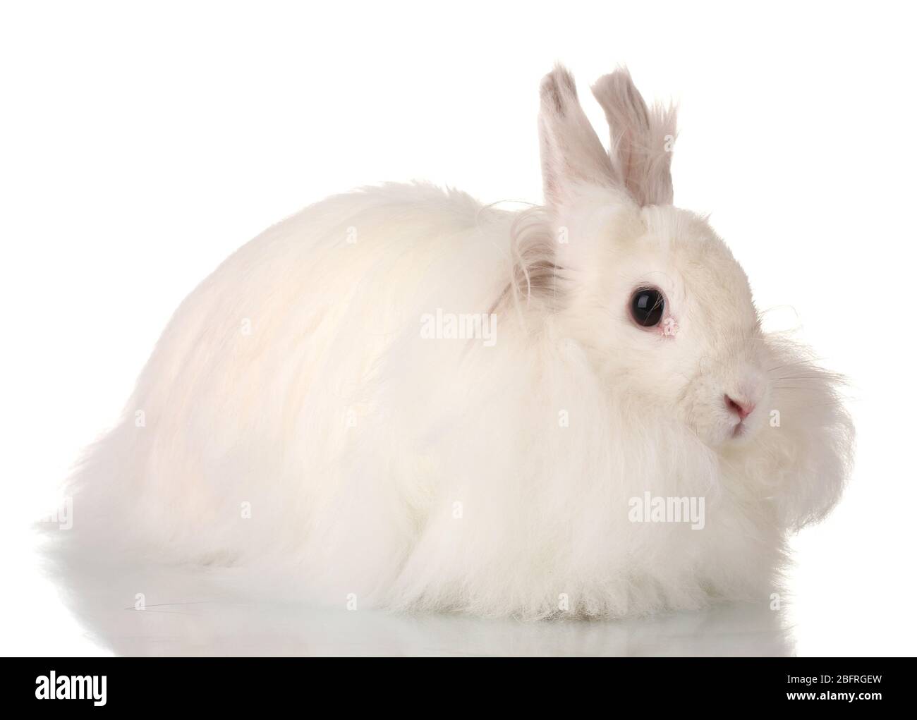 Fluffy white rabbit isolated on white Stock Photo - Alamy