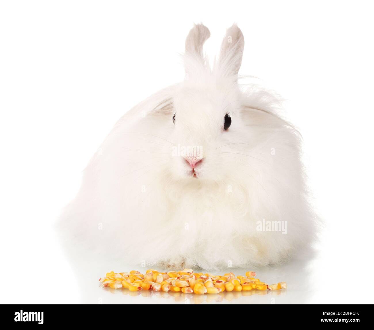 Fluffy white rabbit with corn isolated on white Stock Photo - Alamy