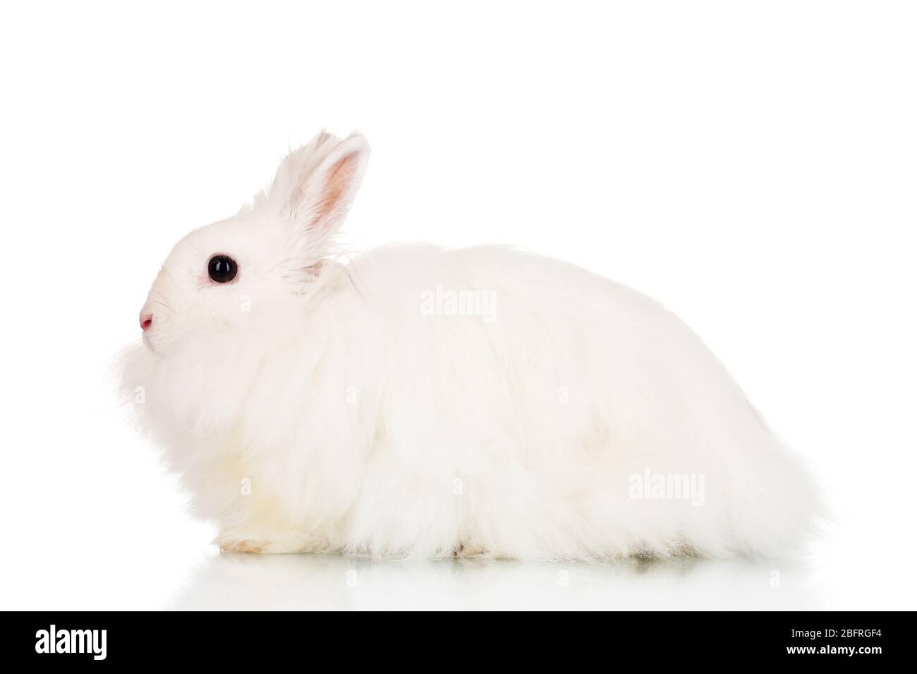 Fluffy white rabbit isolated on white Stock Photo - Alamy