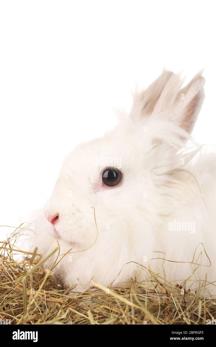 Fluffy white rabbit in a haystack isolated on white Stock Photo - Alamy