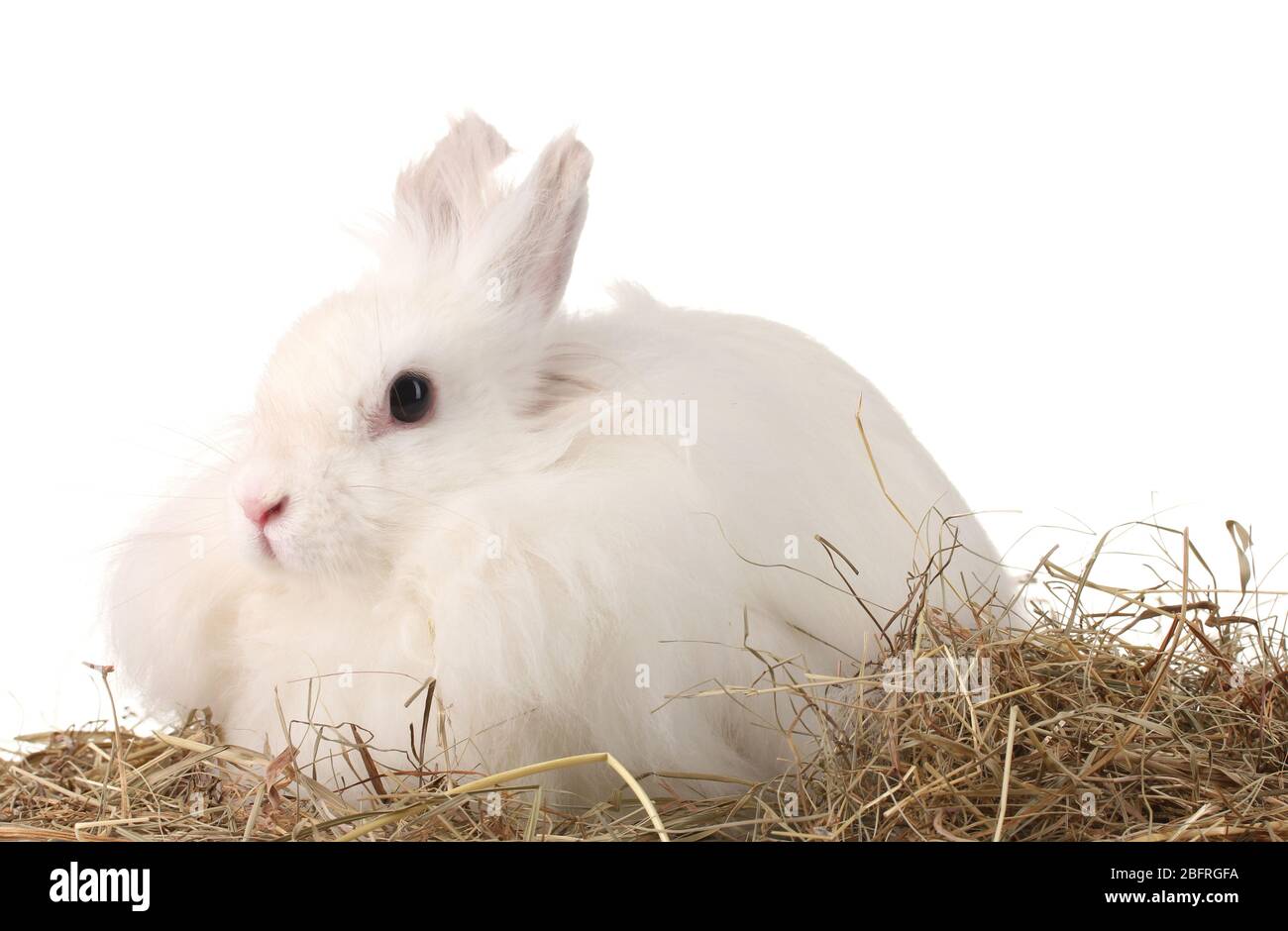 Fluffy white rabbit in a haystack isolated on white Stock Photo - Alamy