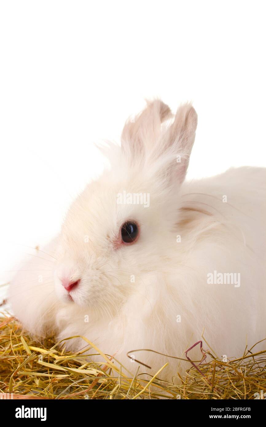 Fluffy white rabbit in a haystack isolated on white Stock Photo - Alamy