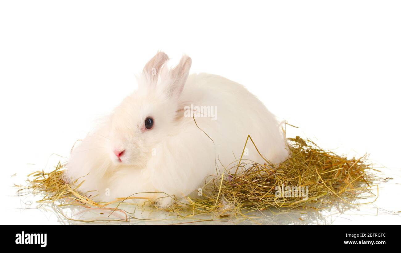 Fluffy white rabbit in a haystack isolated on white Stock Photo - Alamy