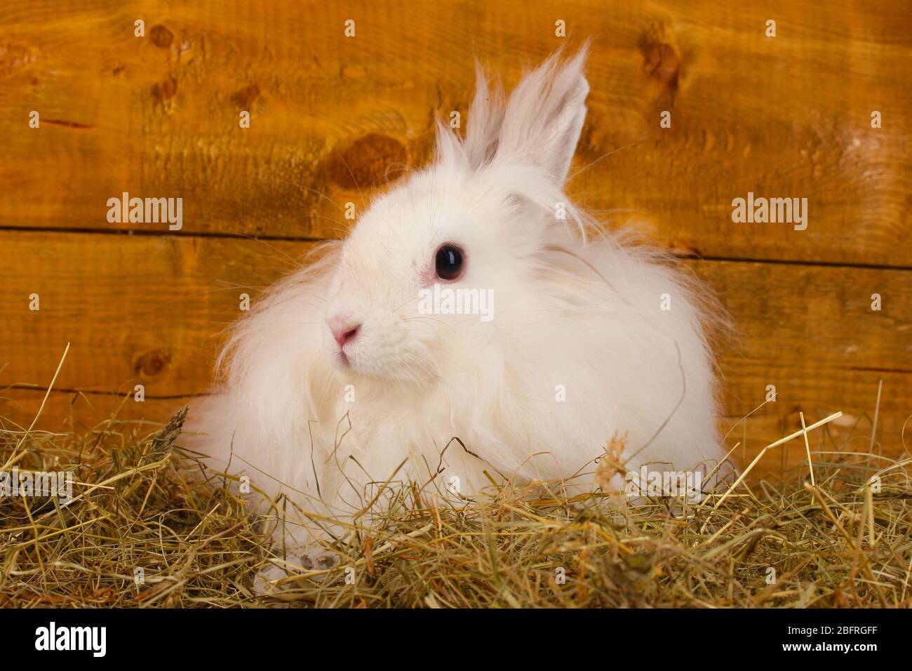 Fluffy white rabbit in a haystack on wooden background Stock Photo - Alamy