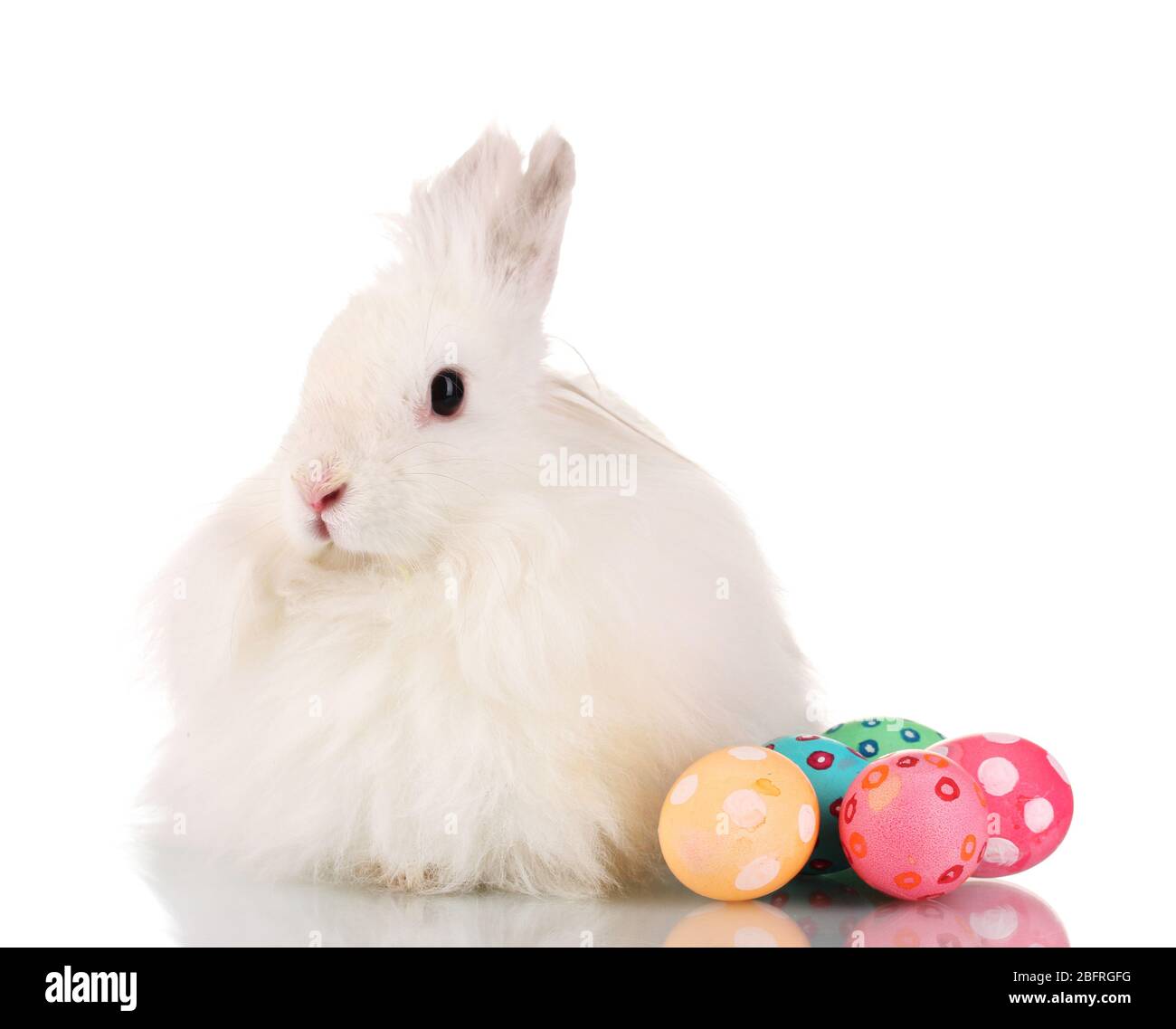 Fluffy white rabbit with eggs isolated on white Stock Photo - Alamy