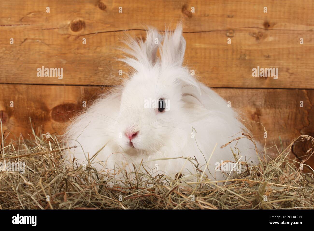 Fluffy white rabbit in a haystack on wooden background Stock Photo - Alamy
