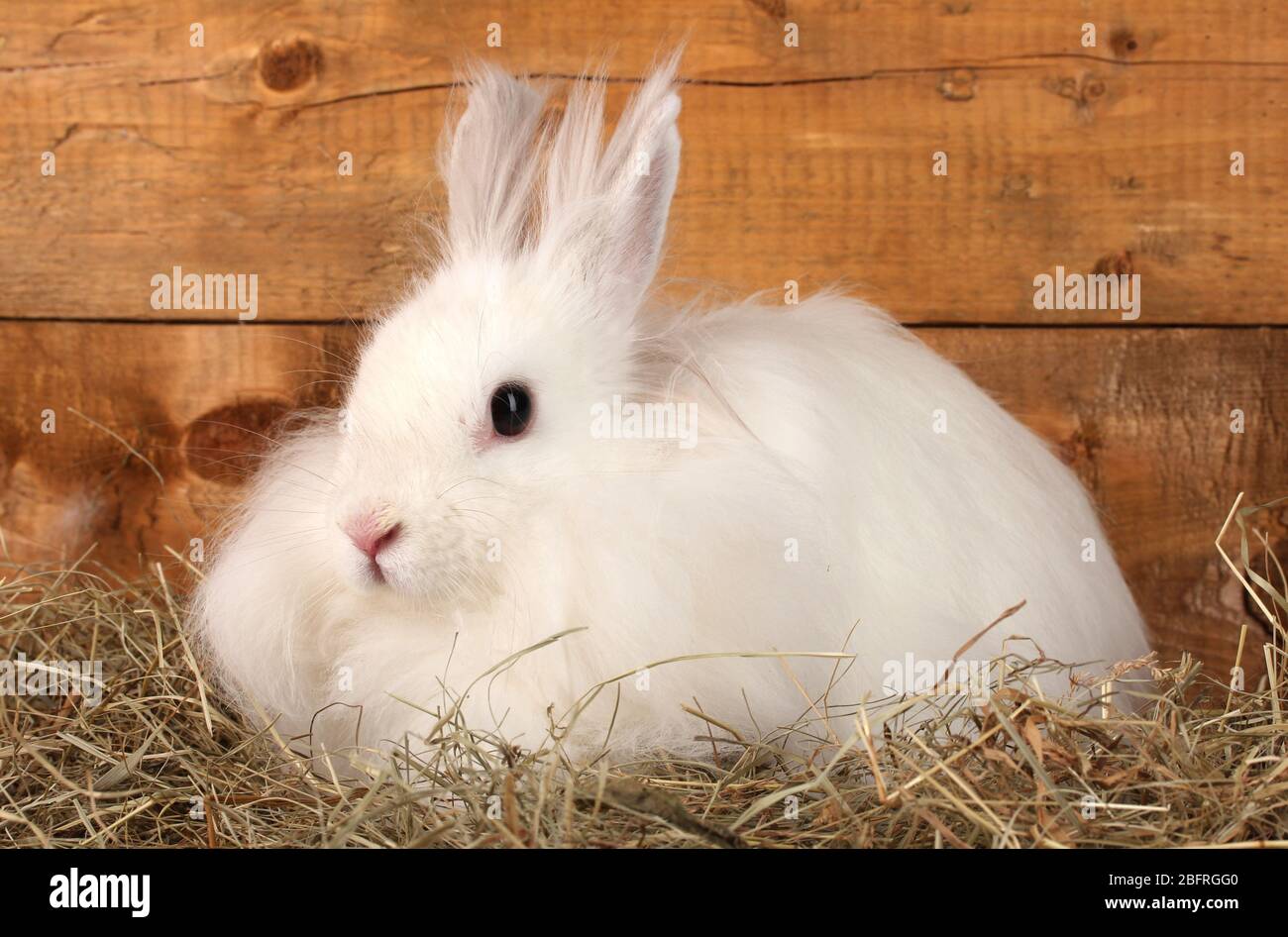 Fluffy white rabbit in a haystack on wooden background Stock Photo - Alamy