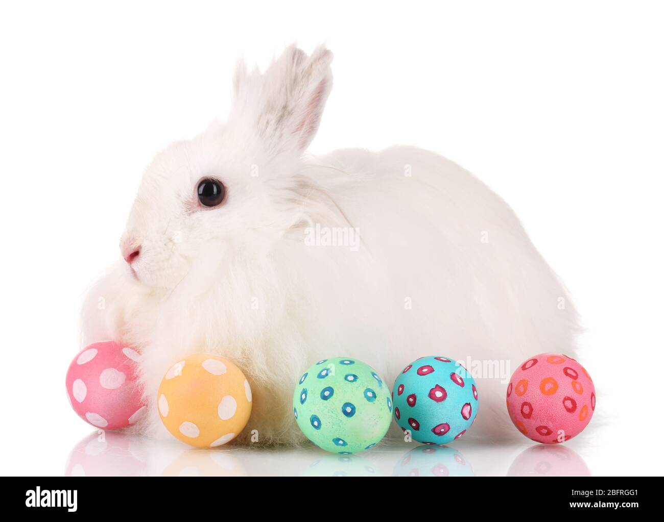 Fluffy white rabbit with eggs isolated on white Stock Photo - Alamy