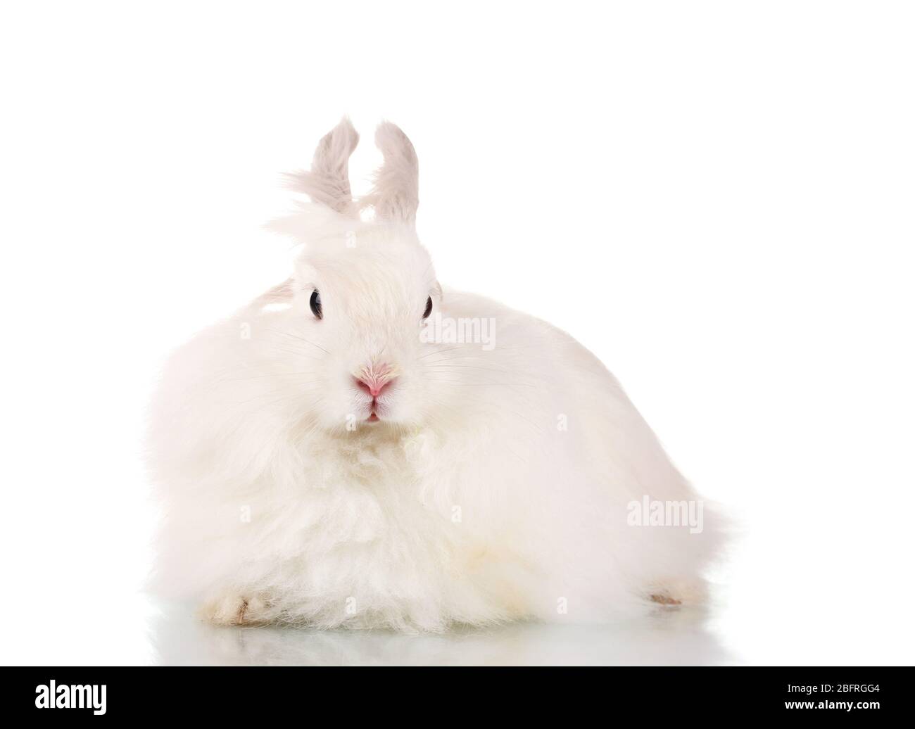 Fluffy white rabbit isolated on white Stock Photo - Alamy