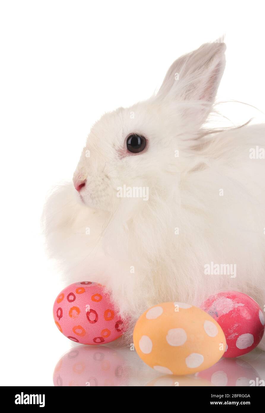 Fluffy white rabbit with eggs isolated on white Stock Photo - Alamy