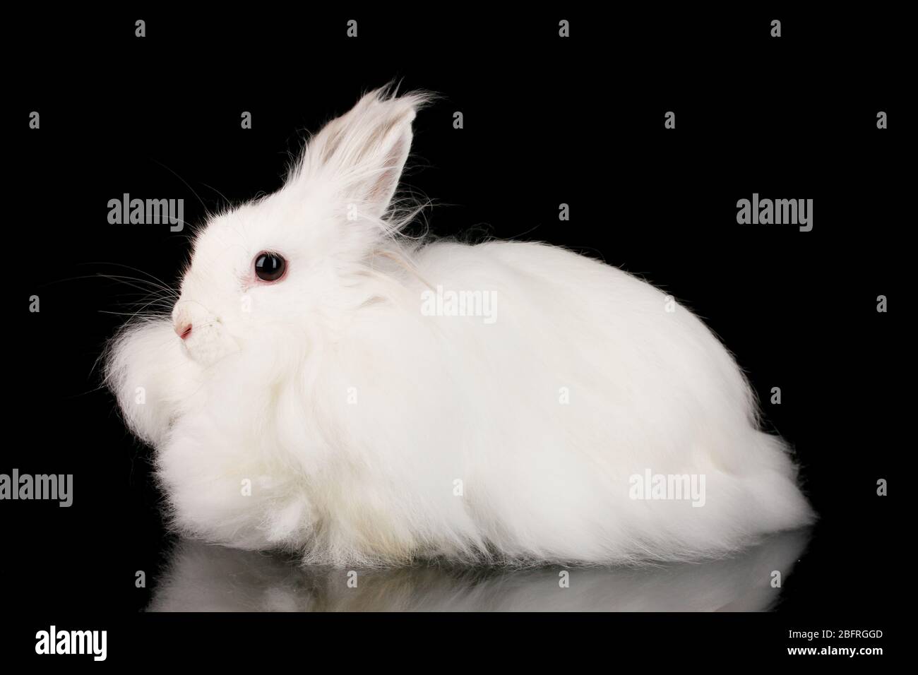 Fluffy white rabbit on black background Stock Photo - Alamy