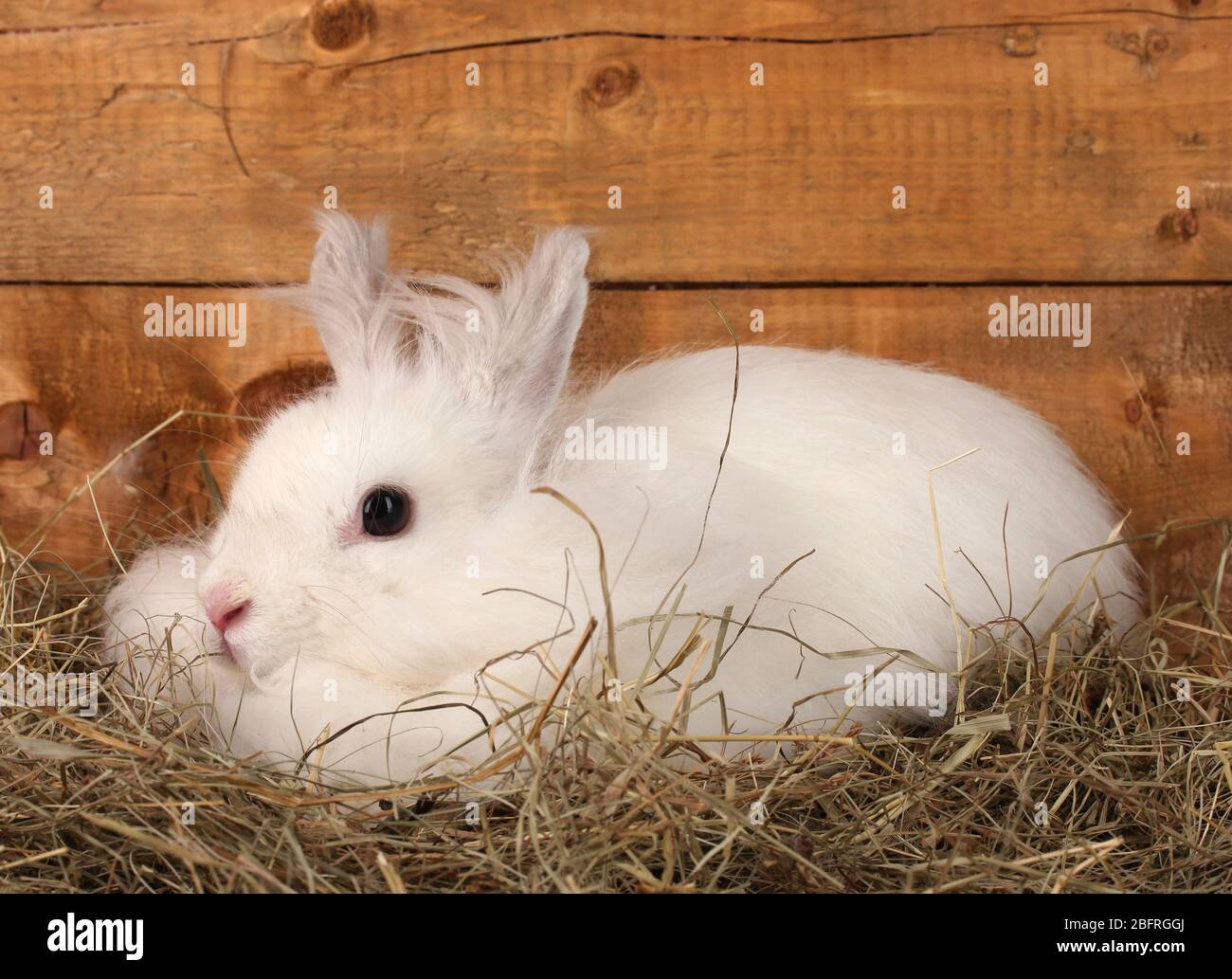 Fluffy white rabbit in a haystack on wooden background Stock Photo - Alamy