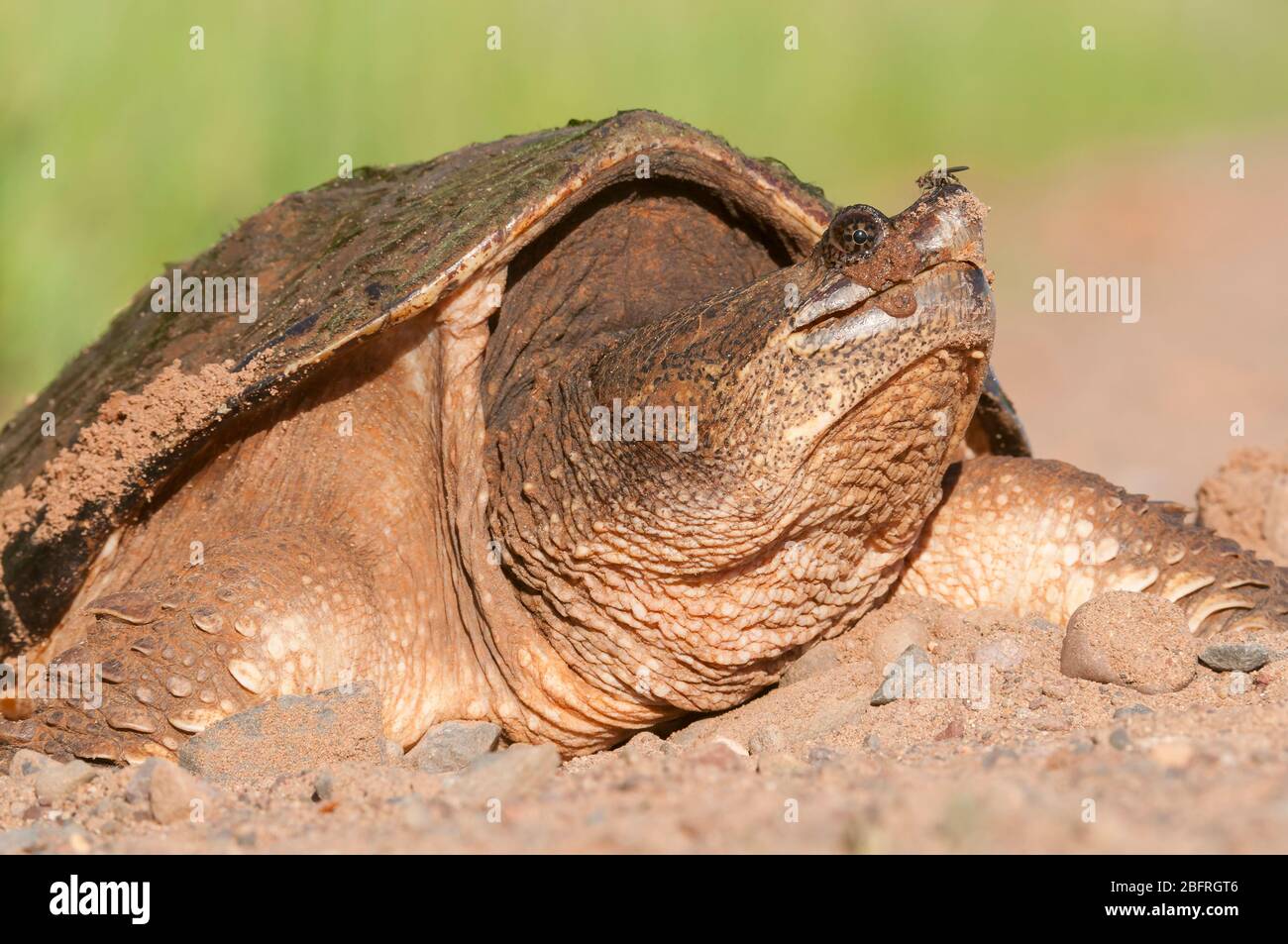 Common Snapping Turtle, Eastern North America, by Dominique Braud ...