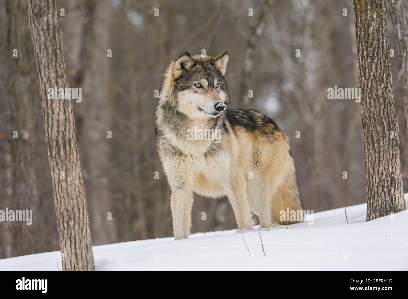 Gray wolf hunting hi-res stock photography and images - Alamy