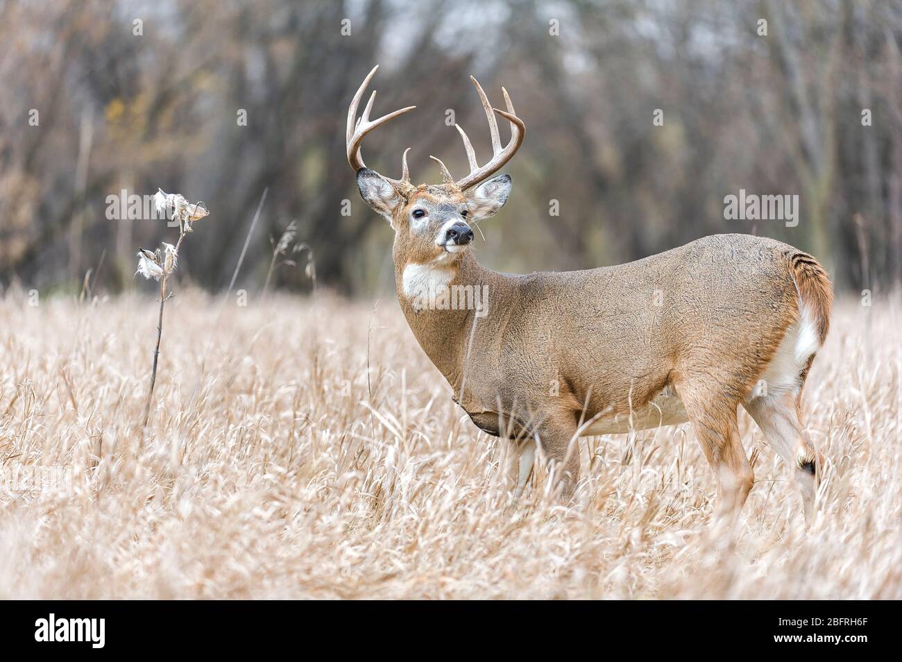 White tail buck hi-res stock photography and images - Alamy
