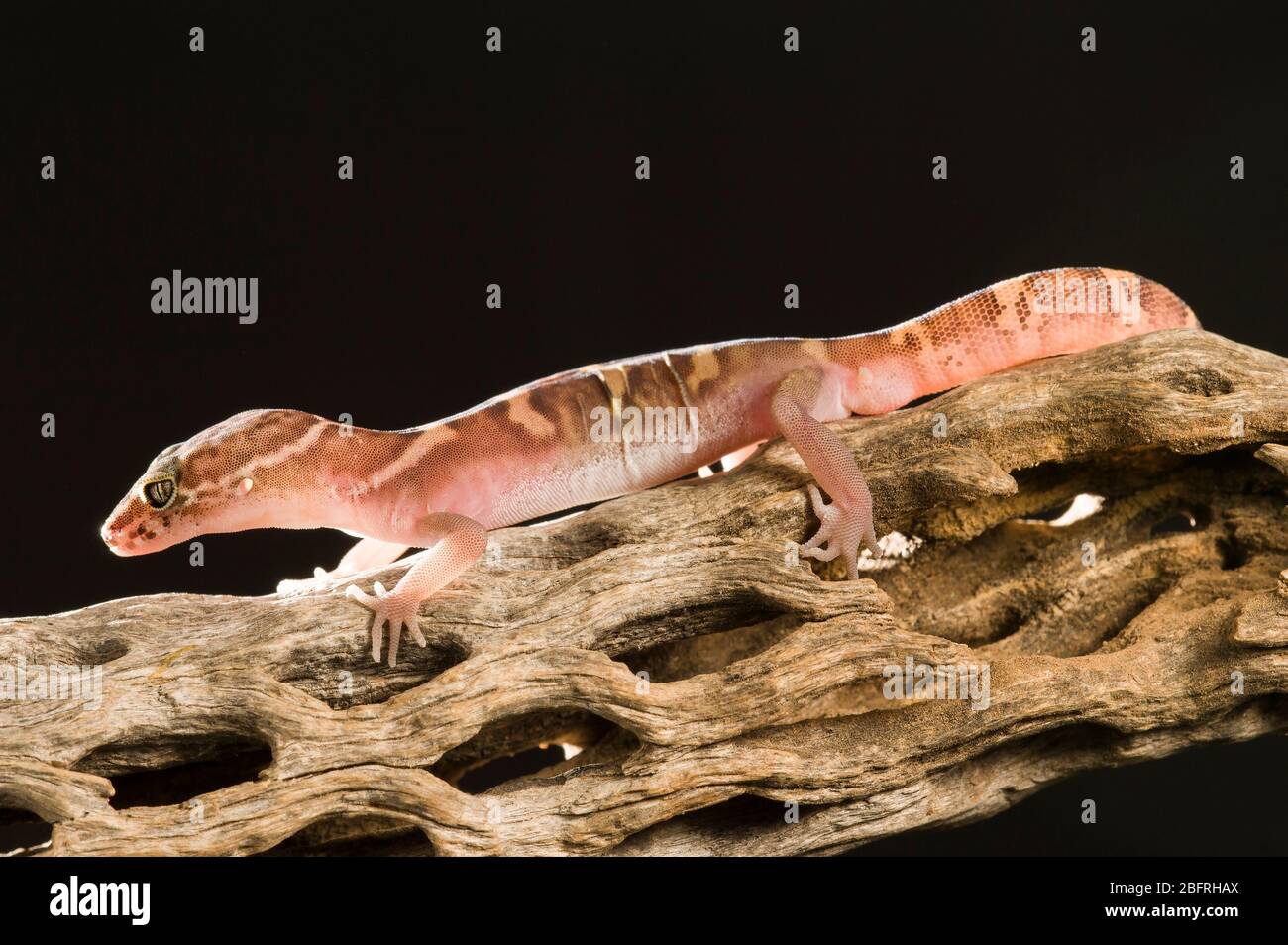 Western Banded Gecko (Coleonyx variegatus), night time, Southwestern ...