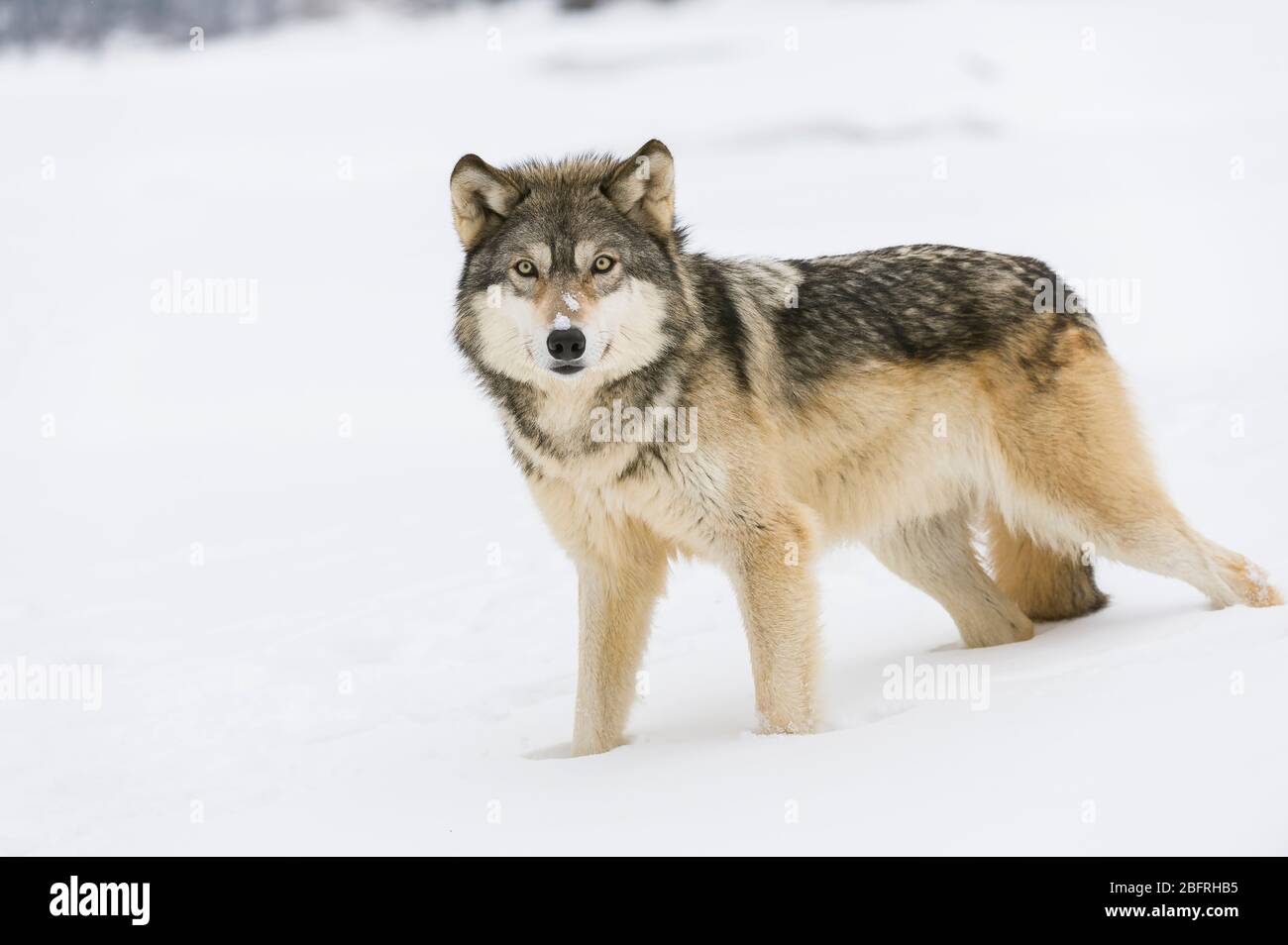 Gray wolf hunting hi-res stock photography and images - Alamy
