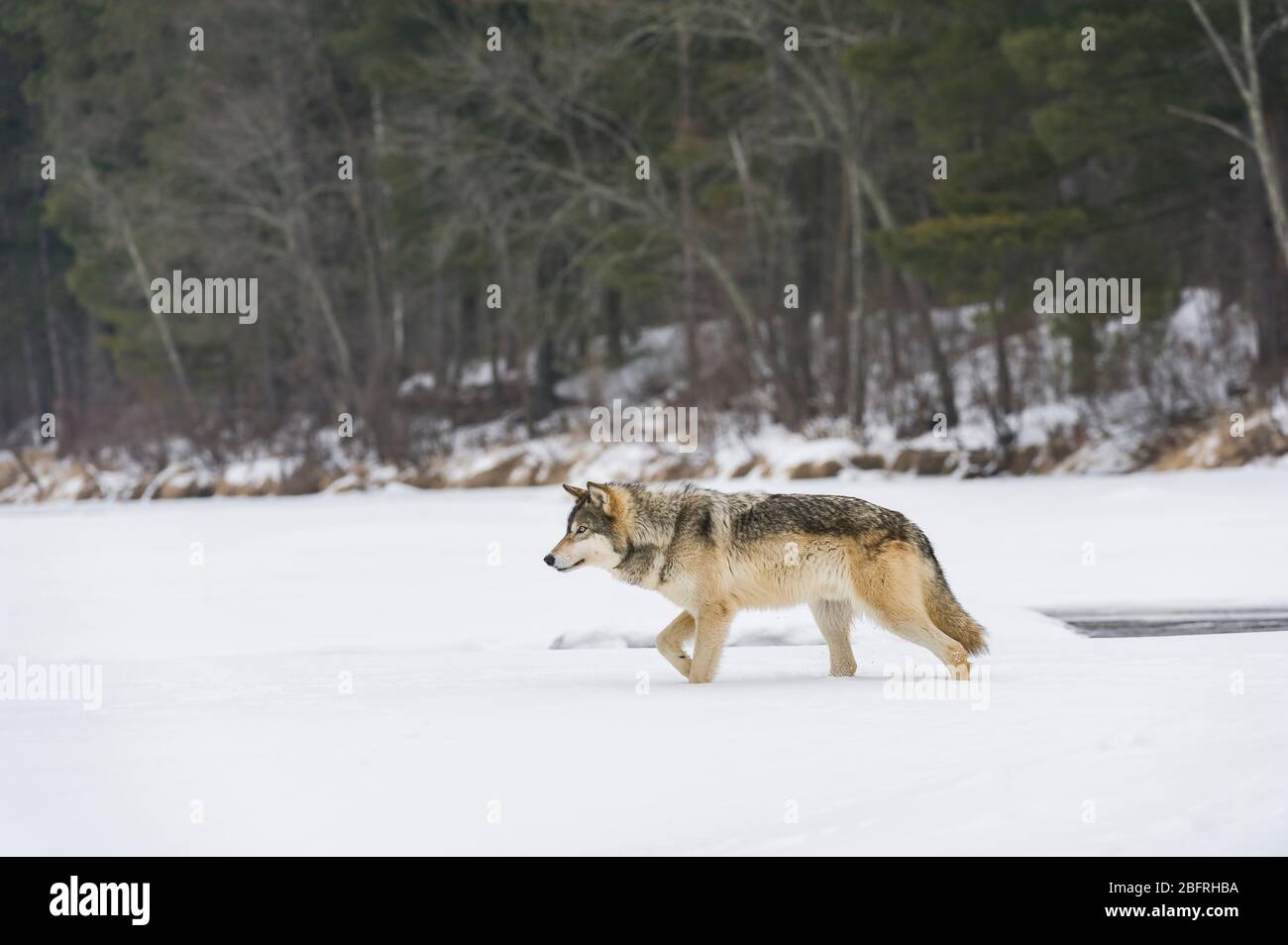 Gray wolf hunting hi-res stock photography and images - Alamy